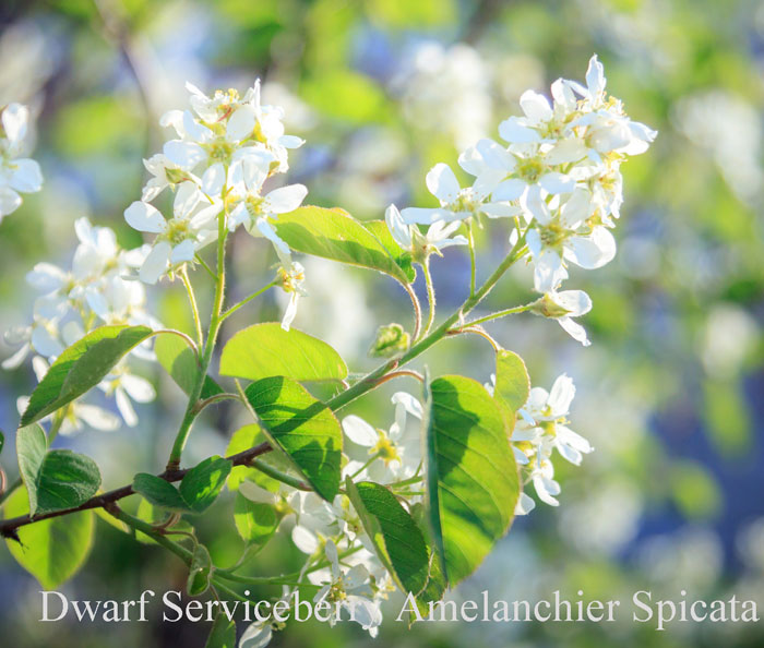 July Seed Packet of the Month - Serviceberry Tree Seed
