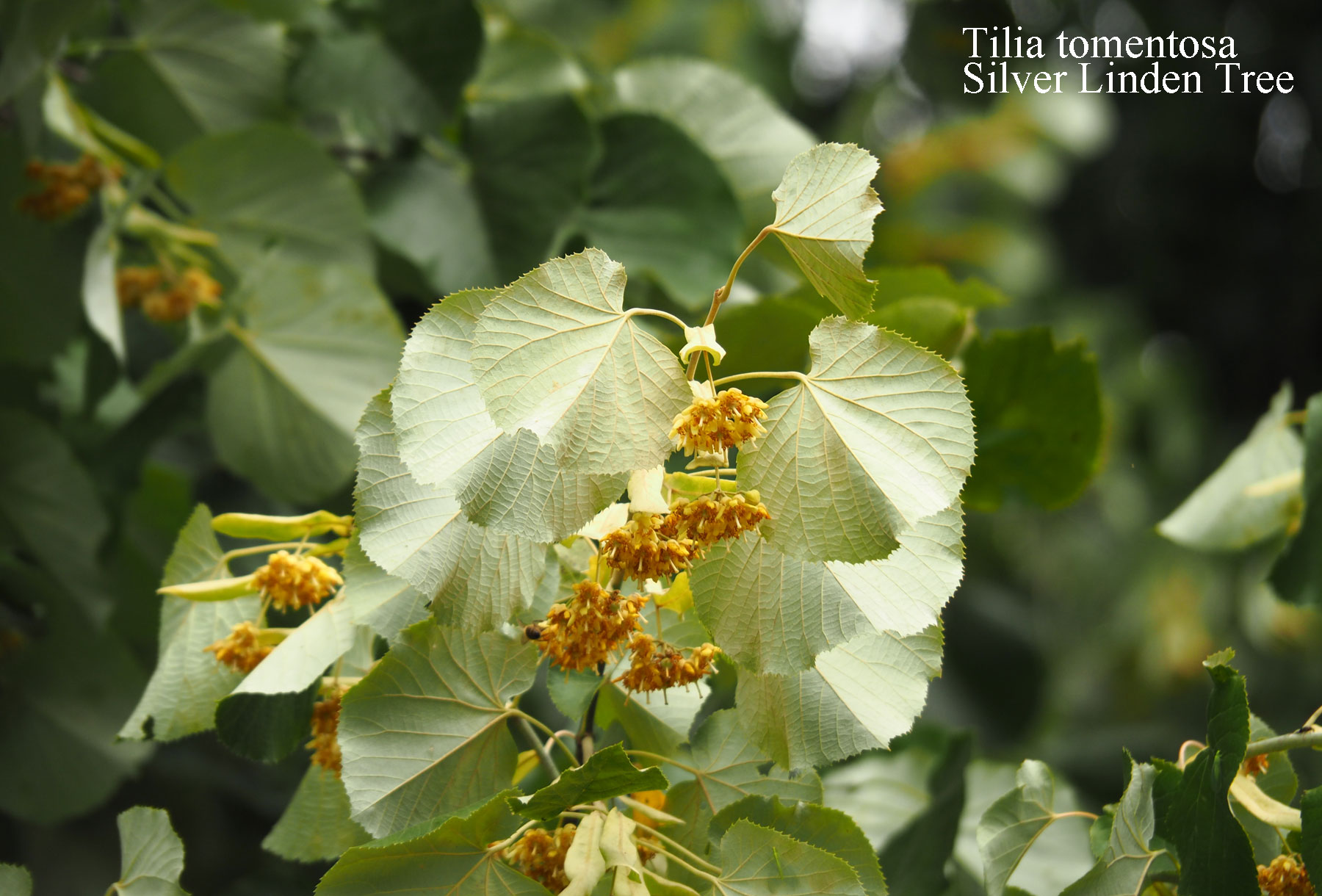 September Seed Packet of the Month - Silver Linden Tree Seed